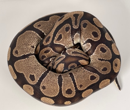Normal 100% Het Pied Ball Python by CJ's Pythons - MorphMarket