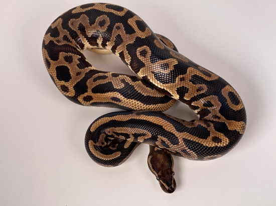 Leopard YB Het Clown Ball Python by Ben Huitt