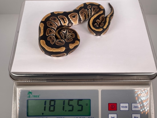 Russo Het Clown Ball Python by Ben Huitt