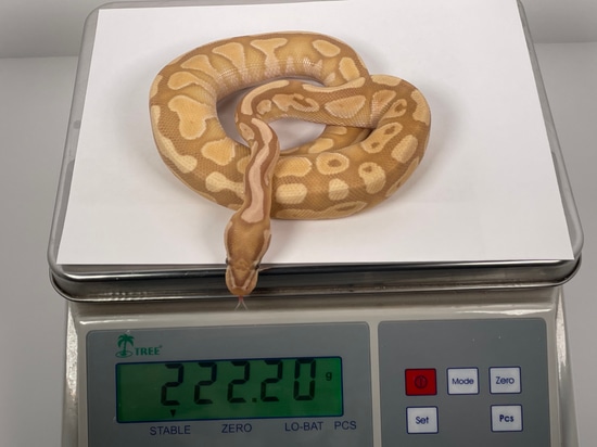Banana Lesser Het Clown Ball Python by Ben Huitt