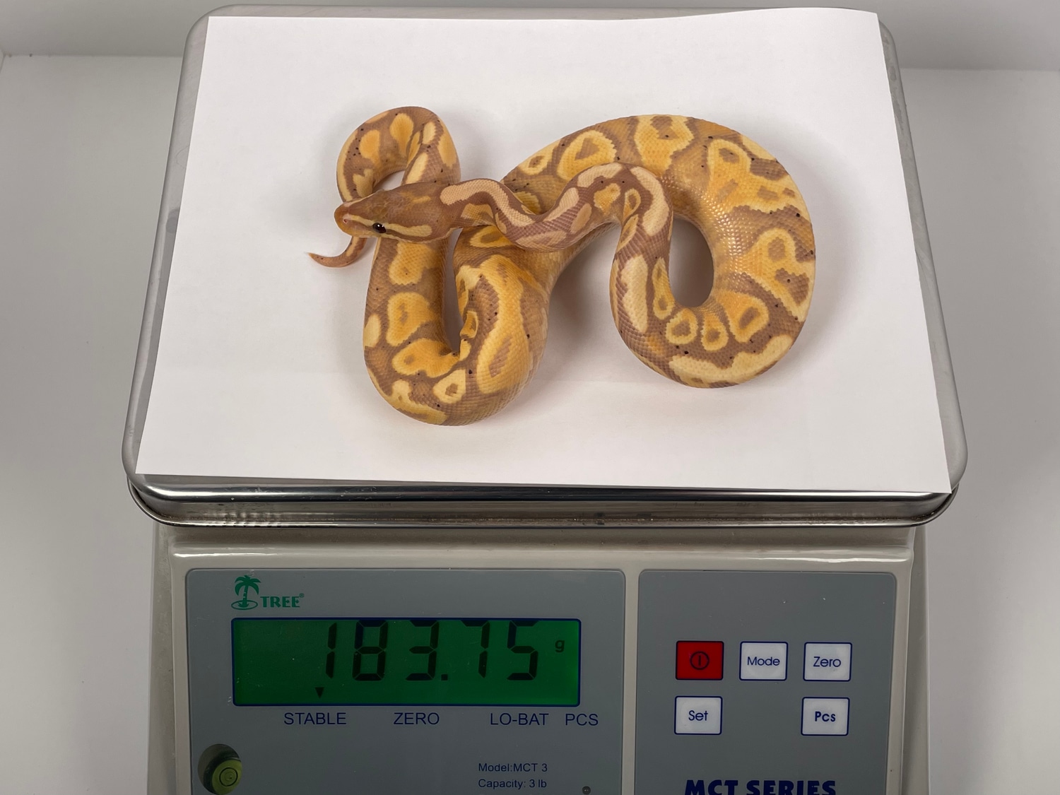 Banana YB Leopard Ball Python by Ben Huitt - MorphMarket