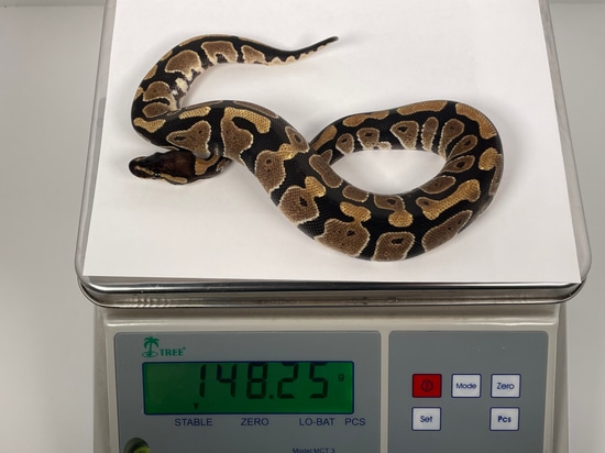 DH Clown Pied Ball Python by Ben Huitt