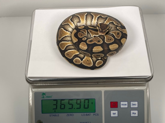 Het Clown P/h Hypo Pied Ball Python by Ben Huitt