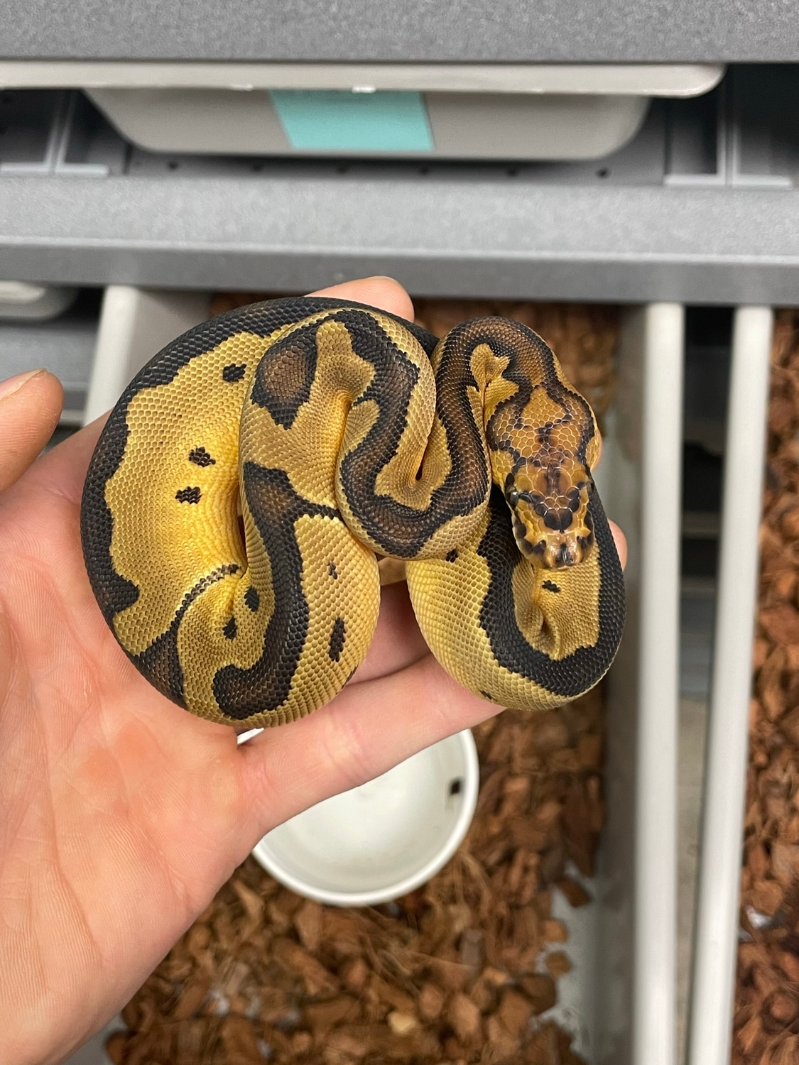Blade Clown Ball Python by Ben Huitt - MorphMarket