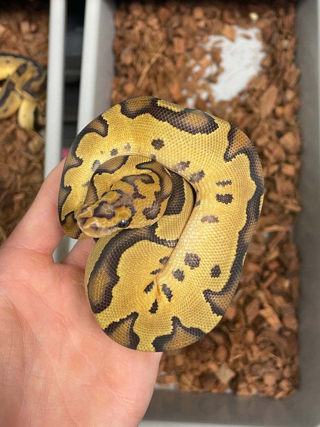 Fire Clown Ball Python by Ben Huitt - MorphMarket