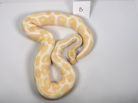 Albino YB Ball Python by Ben Huitt