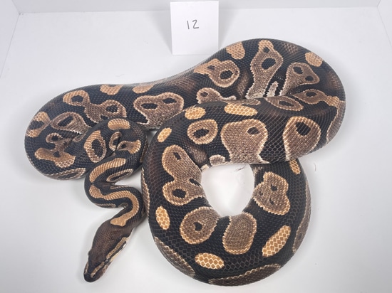 66% Het Pied Ball Python by Ben Huitt
