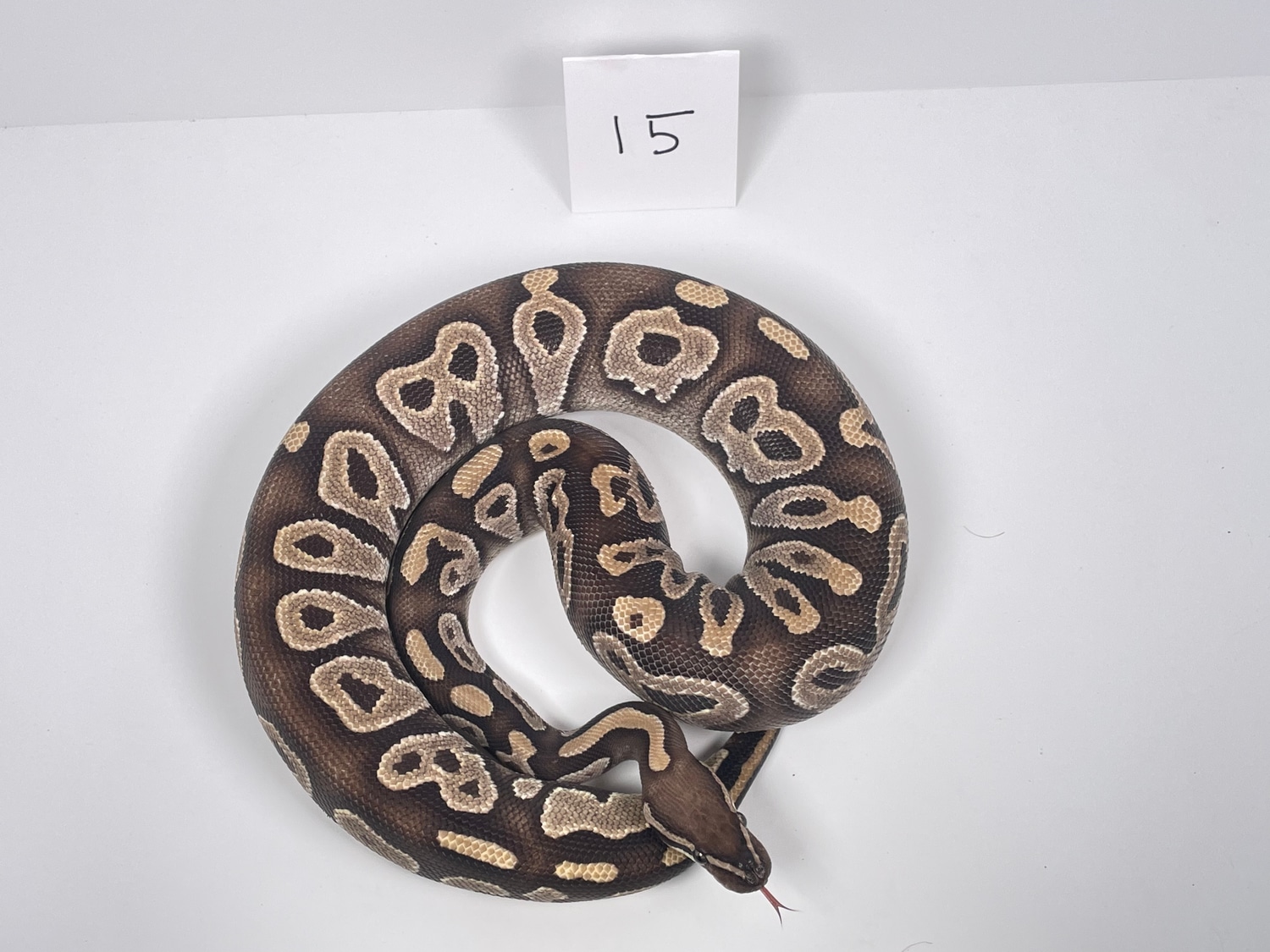 Mojave Het Albino Ball Python by Ben Huitt - MorphMarket
