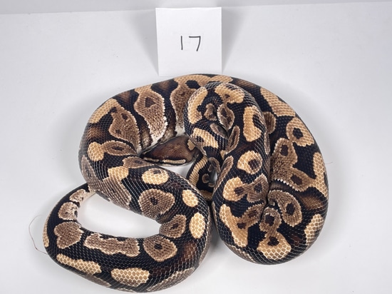 Yellow Belly Ball Python by Ben Huitt