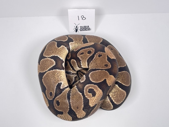 Het Pied Ball Python by Ben Huitt