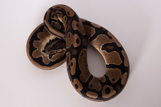 FREE SHIPPING Het Pied Possible Het Ultramel Ball Python by Ben Huitt
