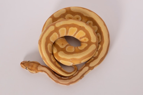 FREE SHIPPING Banana Russo Het Clown Ball Python by Ben Huitt