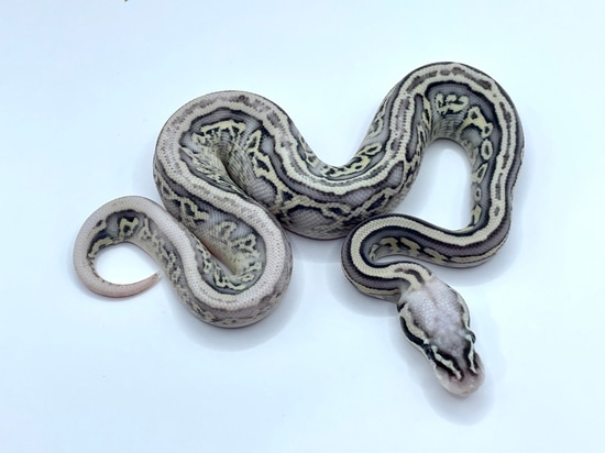 Super Pastel Leopard YB Het Clown Ball Python by Ben Huitt