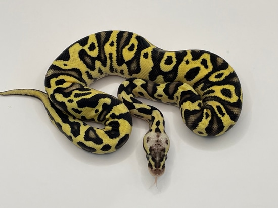 Leopard Superfly 100% Het Clown Ball Python by Ben Huitt