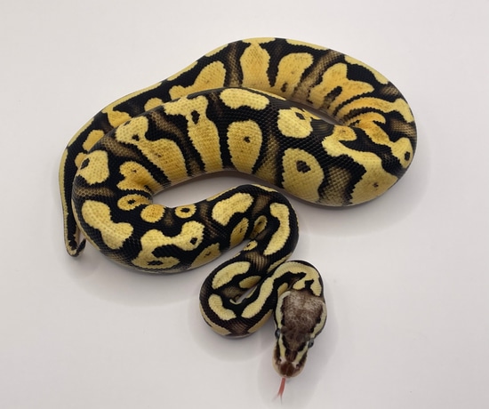 Firefly Ball Python by Ben Huitt