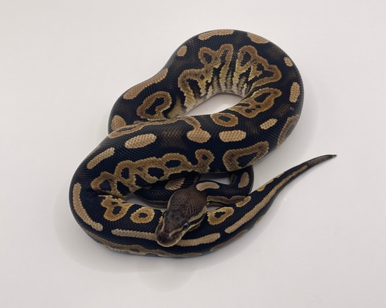 Cinnamon Ball Python by Ben Huitt