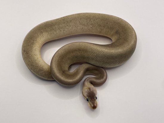 Pastel Cinnamon Mojave Pinstripe Pos. GHI Ball Python by Ben Huitt