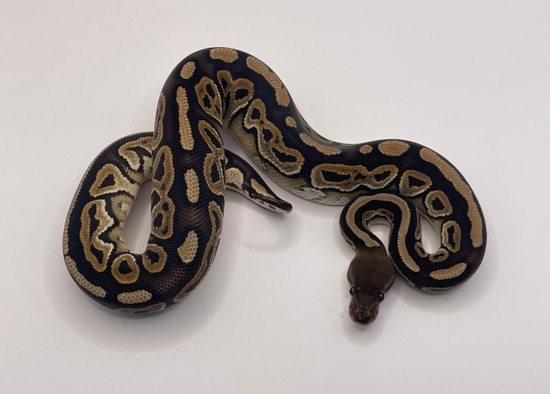 Cinnamon Ball Python by Ben Huitt