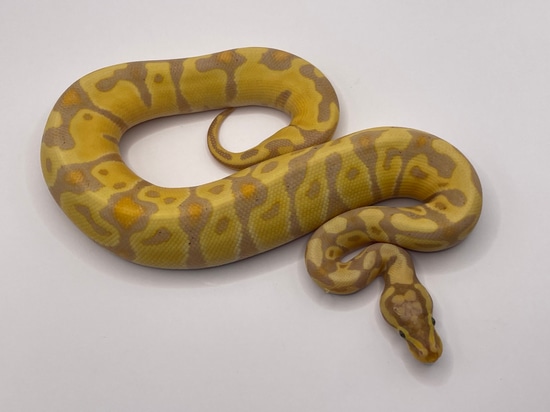 Banana Enchi Pastel 50% Het Clown Ball Python by Ben Huitt