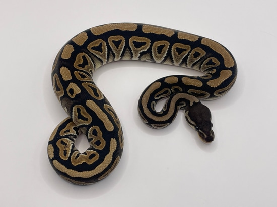 Cinnamon 50% Het Clown Ball Python by Ben Huitt