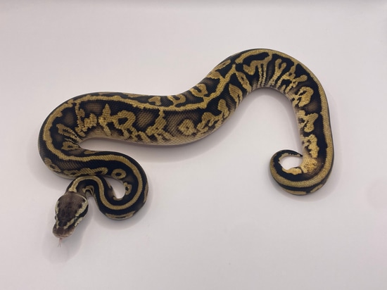 Leopard Calico Ball Python by Ben Huitt