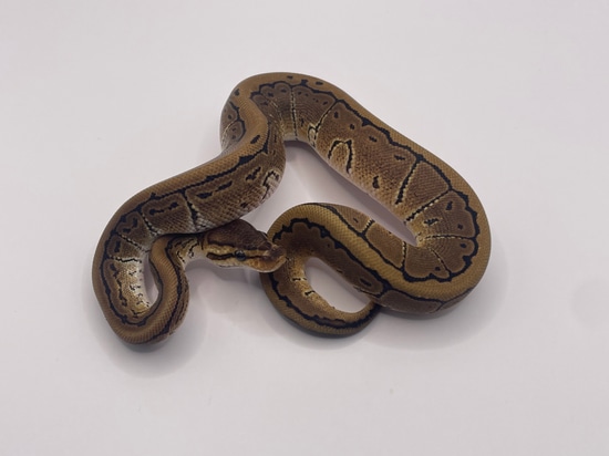 Calico Pinstripe Ball Python by Ben Huitt