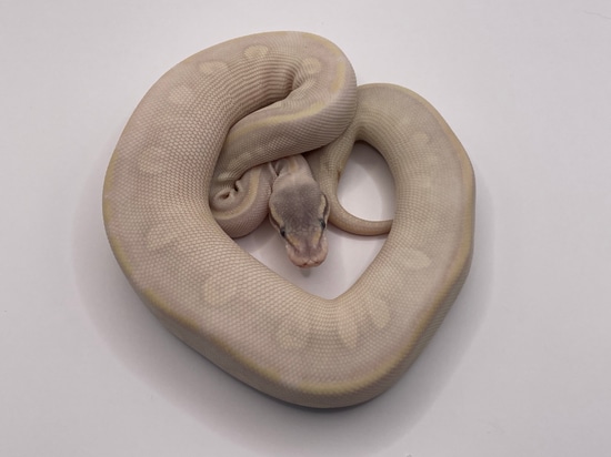 Mystic Russo Ball Python by Ben Huitt