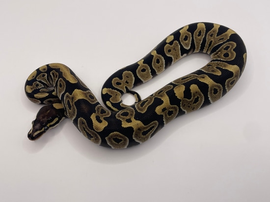 Mystic Scaleless Head Ball Python by Ben Huitt