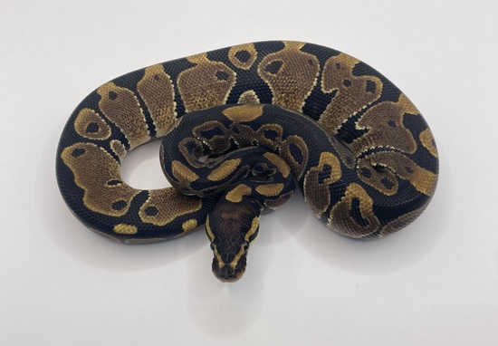 Russo Ball Python by Ben Huitt