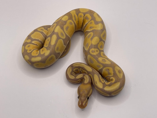 Banana Black Pastel Het Pied Ball Python by Ben Huitt