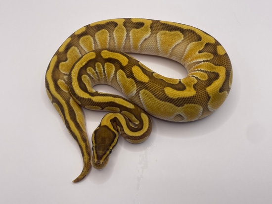 Enchi OD Lesser Ball Python by Ben Huitt