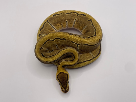 Leopard Pinstripe Ball Python by Ben Huitt