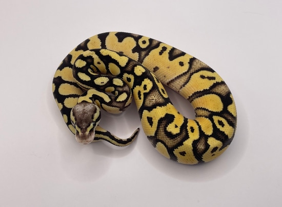 Firefly Ball Python by Ben Huitt