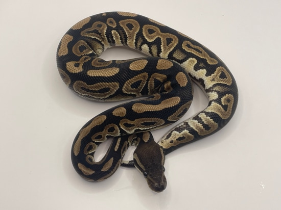 Cinnamon Ball Python by Ben Huitt