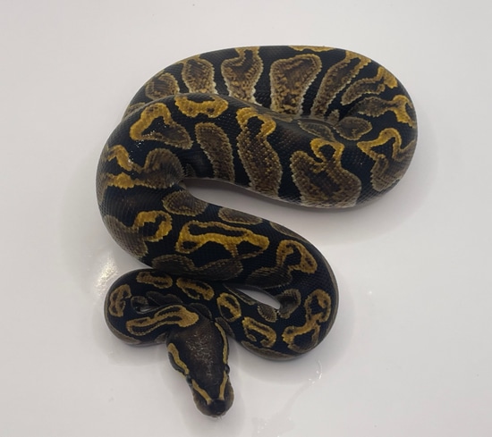 GHI Ball Python by Ben Huitt