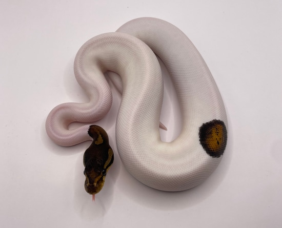 Black Pastel Pied Ball Python by Ben Huitt