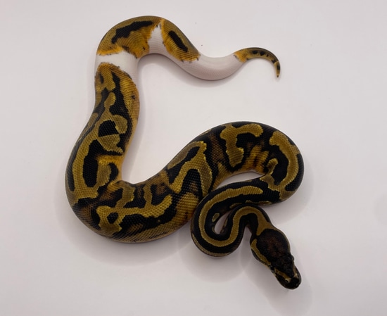 Pied Ball Python by Ben Huitt