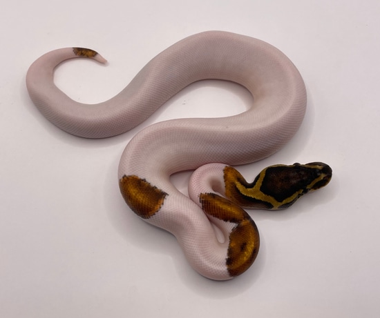 Mahogany Pied Ball Python by Ben Huitt