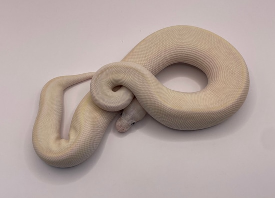 Ivory Ball Python by Ben Huitt