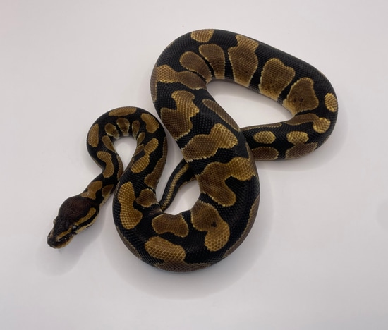 Dinker Ball Python by Ben Huitt
