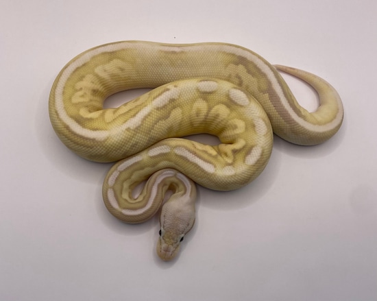 Banana Pewter Fire Ball Python by Ben Huitt