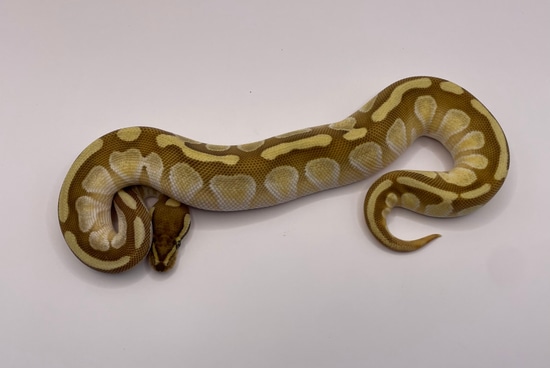 Lesser Dinker Ball Python by Ben Huitt