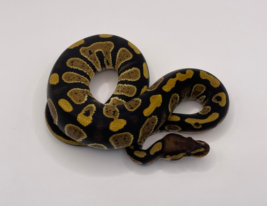 Chocolate 50% Het DG Pied Ball Python by Ben Huitt