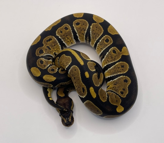 Chocolate 50% Het DG Pied Ball Python by Ben Huitt
