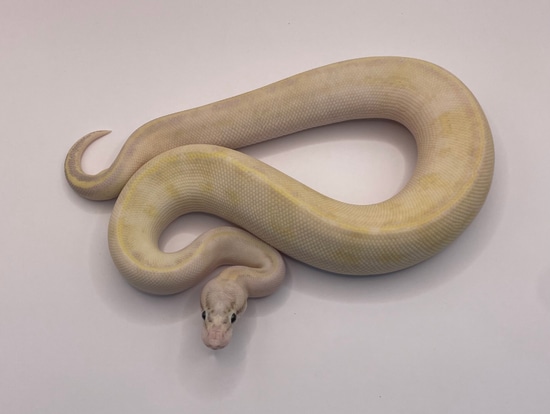 Pastel Ivory Dinker Ball Python by Ben Huitt