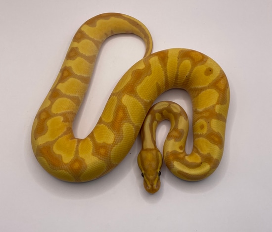 Banana Enchi Spark Or Yellowbelly Ball Python by Ben Huitt