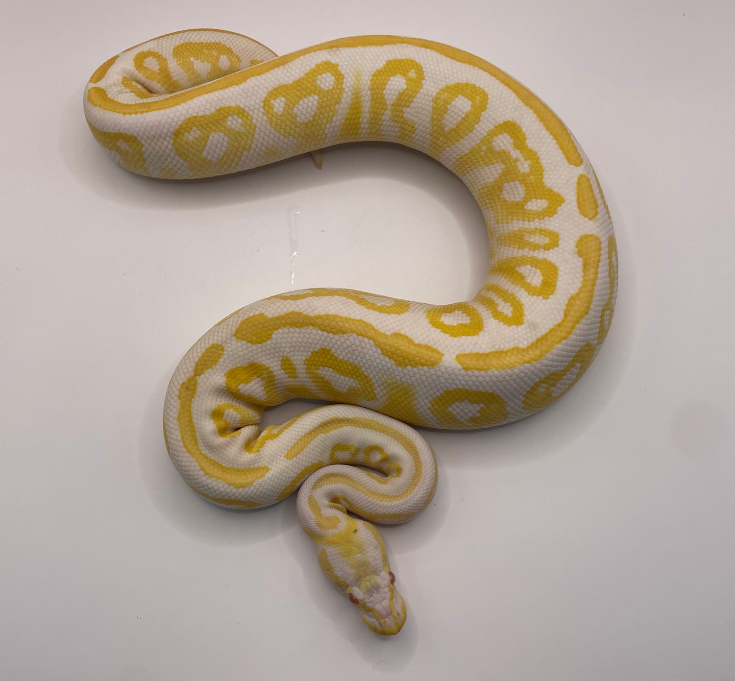 Albino Black Pastel YB Ball Python by Ben Huitt - MorphMarket
