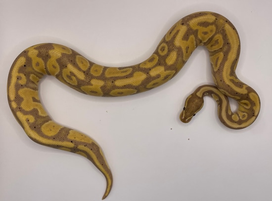 Banana YB Leopard Ball Python by Ben Huitt