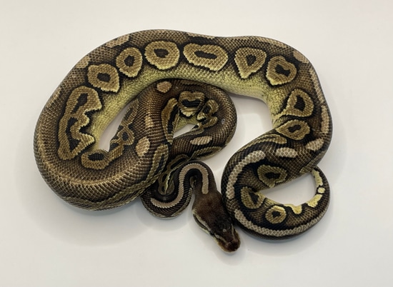 Pewter Ball Python by Ben Huitt