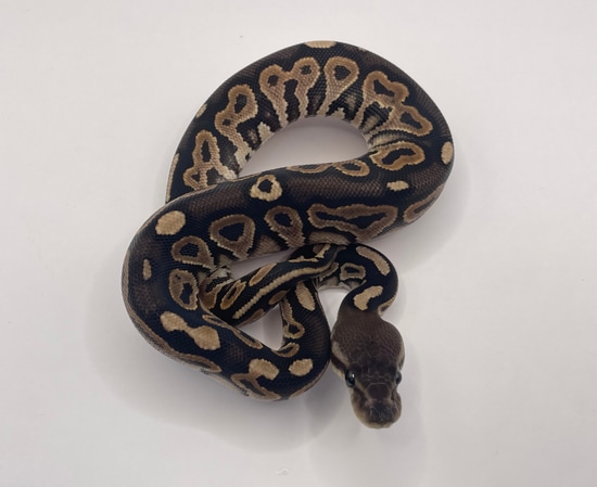 Cinnamon Ball Python by Ben Huitt